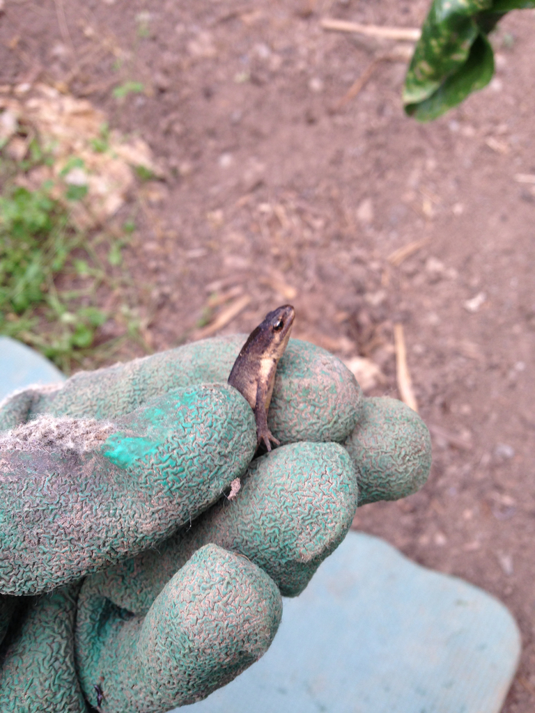 Smooth Newt in September 2016 by Kayla Baker · iNaturalist
