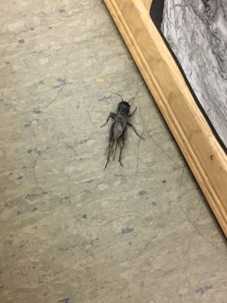 Crickets from The University of Texas at Austin, Austin, TX, US on ...