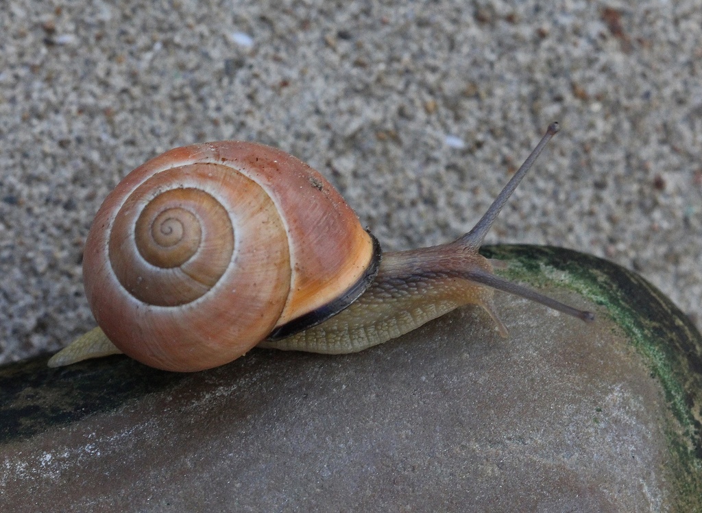 Brown-lipped Snail from Millcreek, PA on October 10, 2013 by halbyte ...