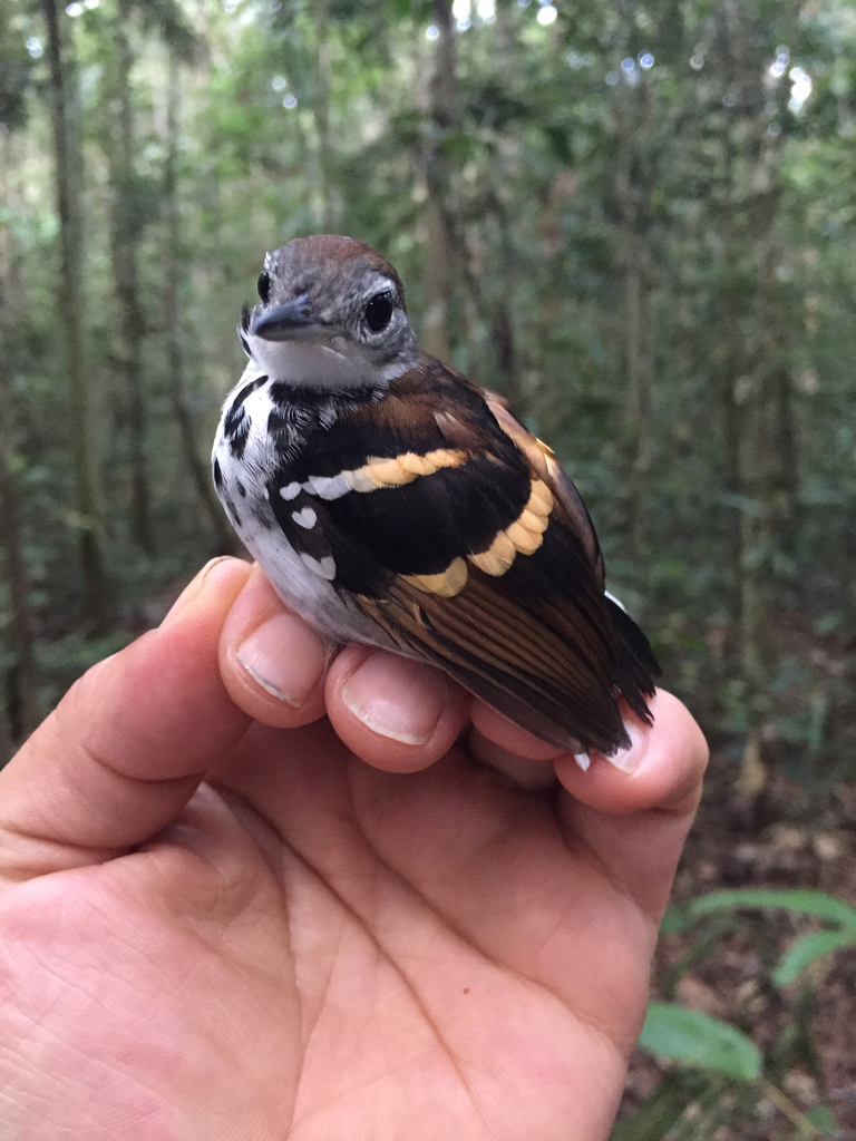 Banded Antbird from Solano, Solano, Caquetá, CO on September 3, 2016 at ...
