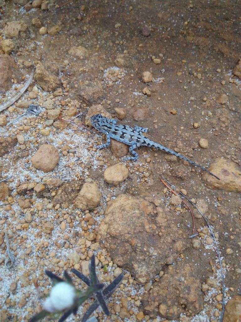 Western Heath Dragon from Chittering, AU-WA, AU on October 11, 2019 at ...