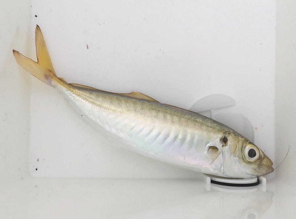 Japanese Scad (Decapterus maruadsi) - Marine Life Identification