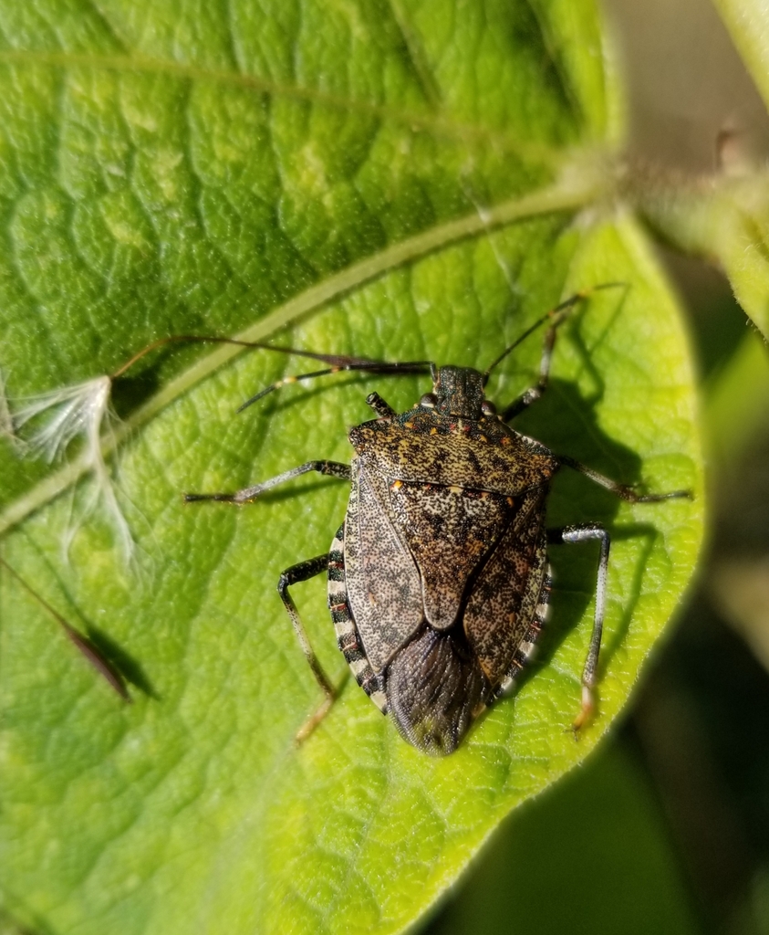 Brown Marmorated Stink Bug from Agassiz, BC V0M 1A0, Canada on October ...