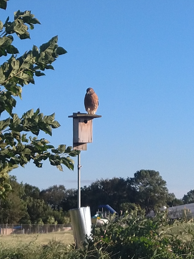 Red-shouldered Hawk from Houston, TX 77062, USA on October 11, 2019 at ...