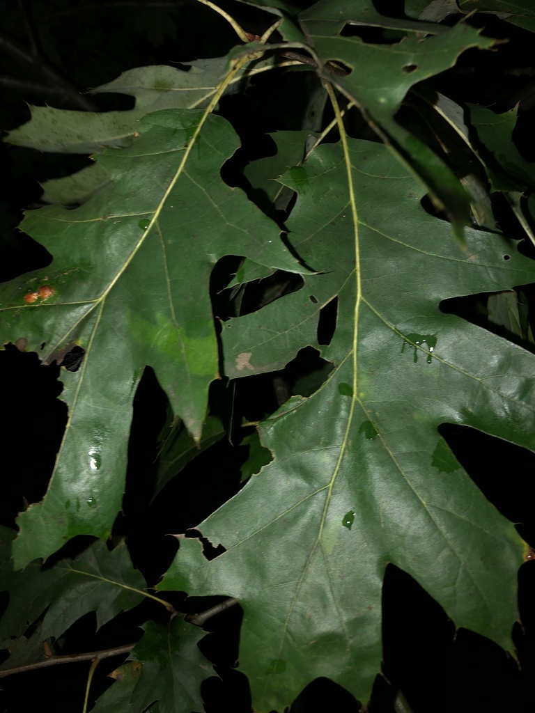 scarlet oak from Laylin Park, Mason, MI, US on October 11, 2019 at 07: ...
