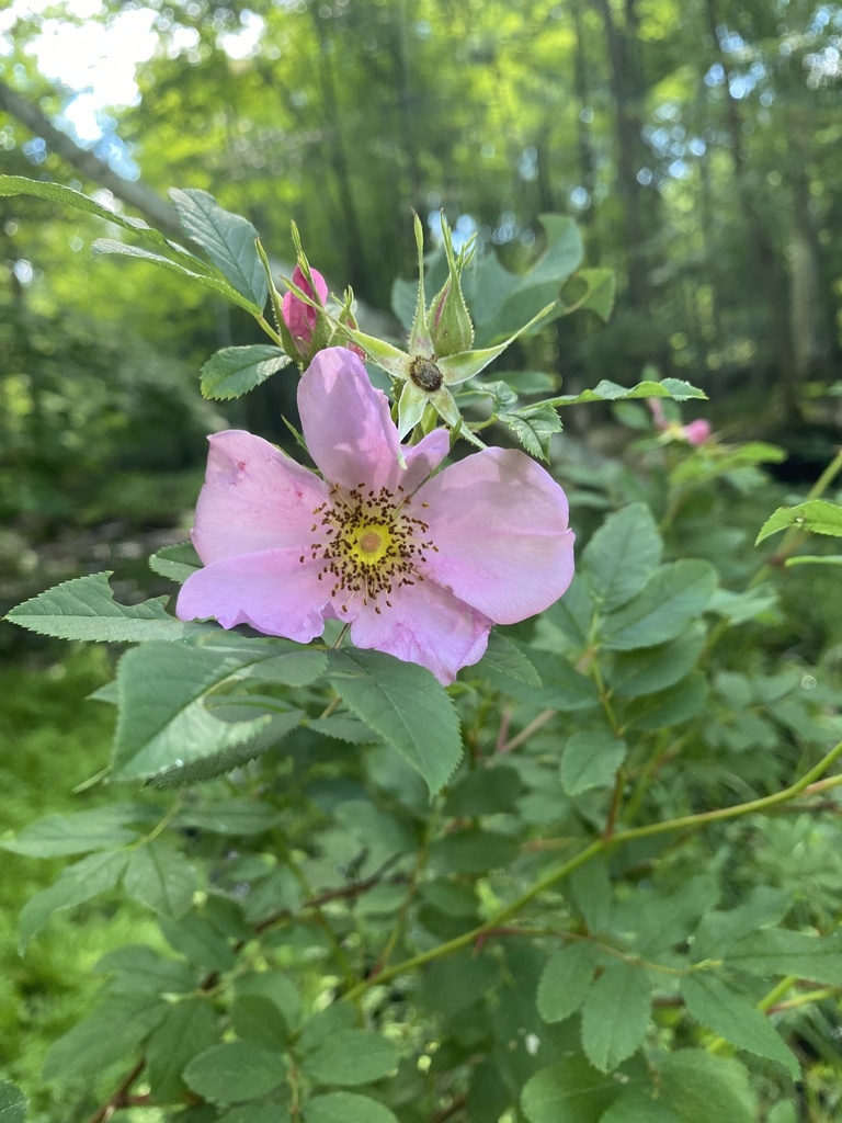 swamp rose in July 2025 by Tessa Aby-Kruger. 572 · iNaturalist