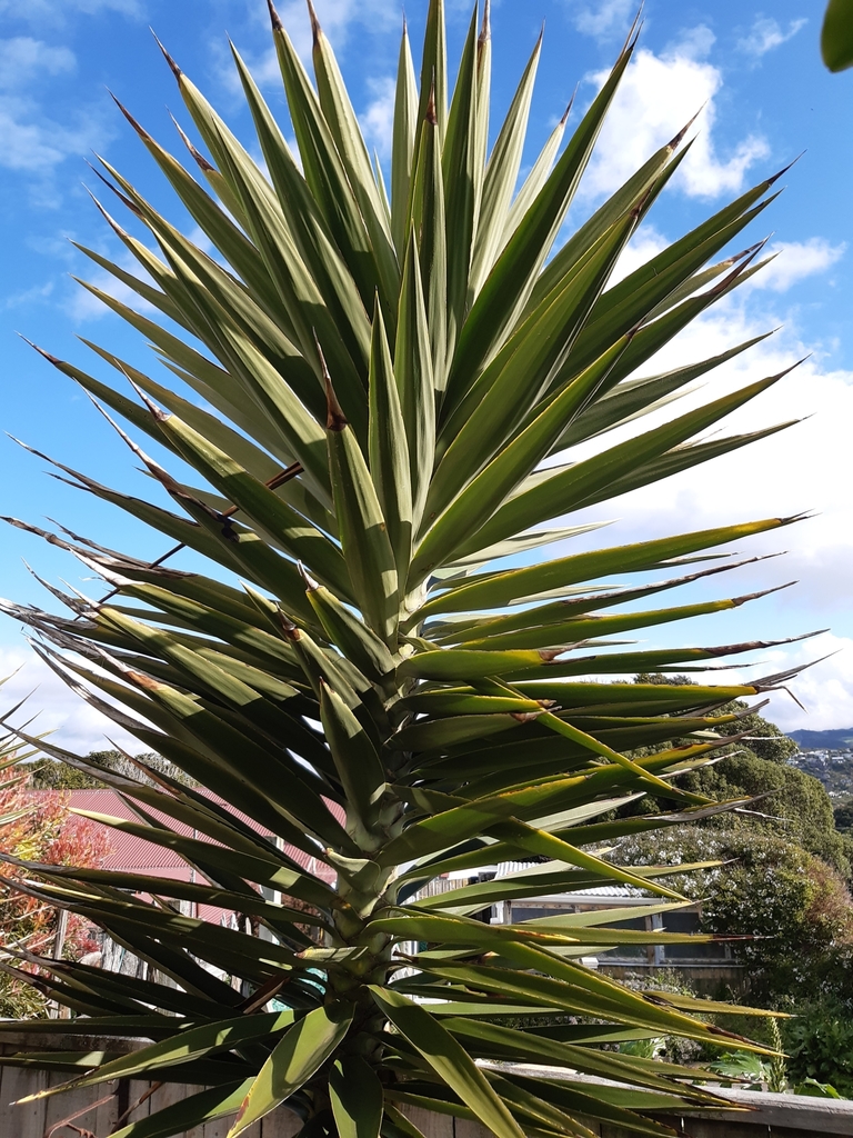 Yuccas from John Street (near 11), Titahi Bay, Porirua 5022, New ...