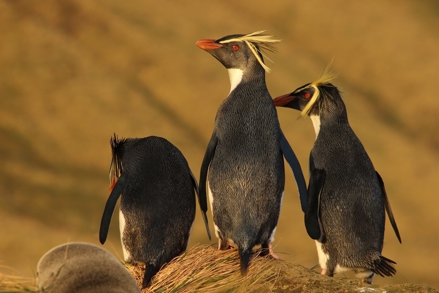 Moseley's Rockhopper Penguin in July 2013 by Rémi Bigonneau · iNaturalist