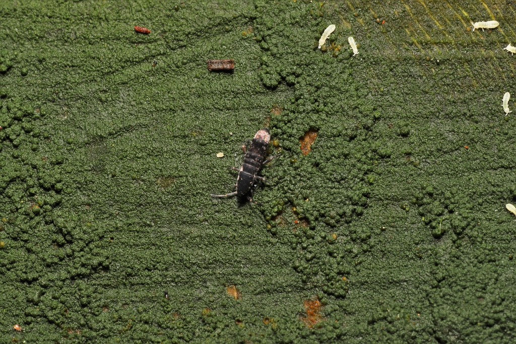 Lepidophorellinae from Marokopa Falls, Waikato 3988, New Zealand on ...