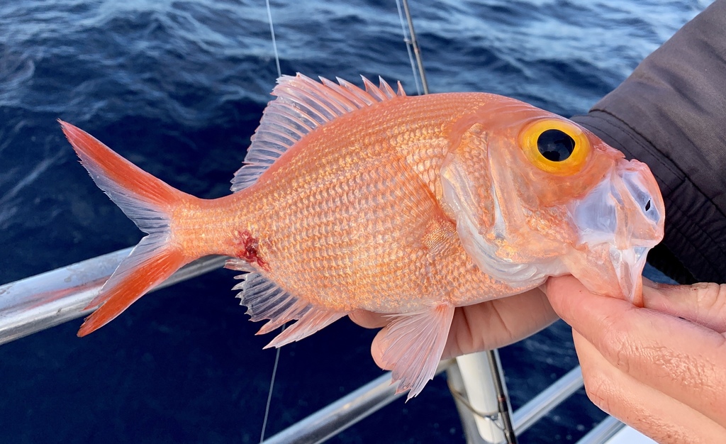 Yelloweye Redfish from 印度洋 on May 25, 2019 at 09:33 AM by Mau Mau ...