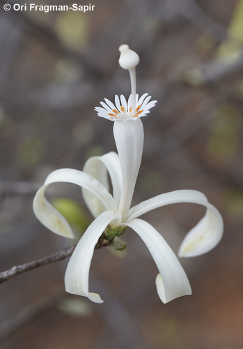 Humbertioturraea grandidieri · iNaturalist
