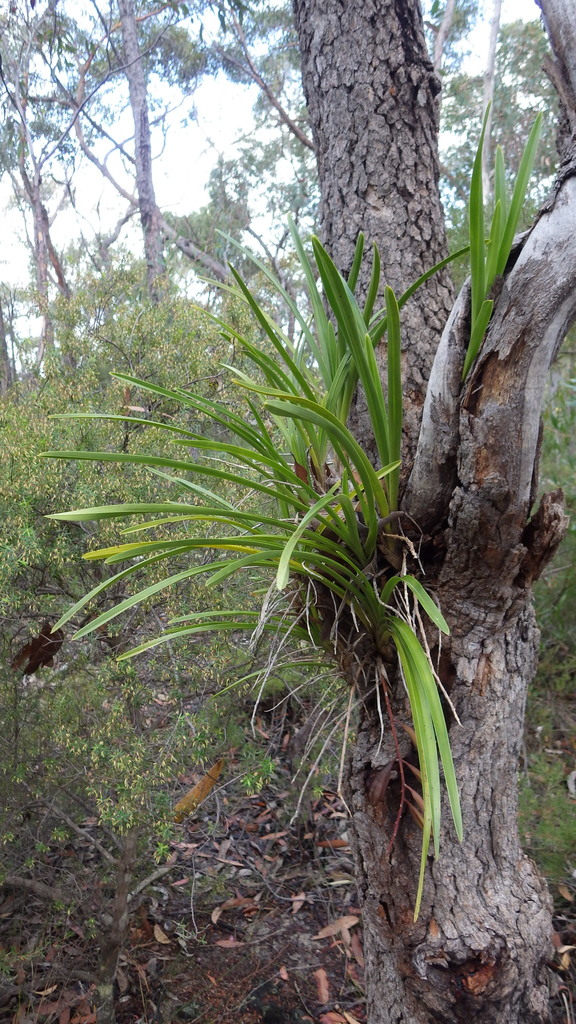 Snake Orchid in June 2019 by Patrick Campbell · iNaturalist