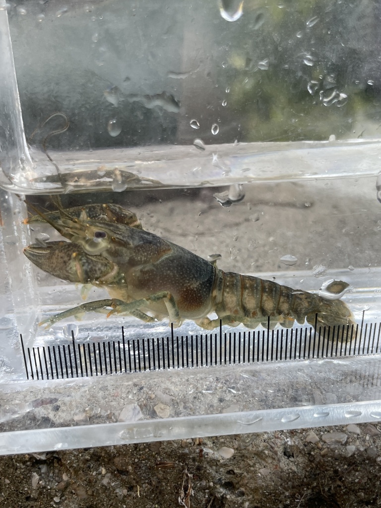 Rusty Crayfish from Simcoe County, ON, Canada on July 15, 2025 at 09:33 ...