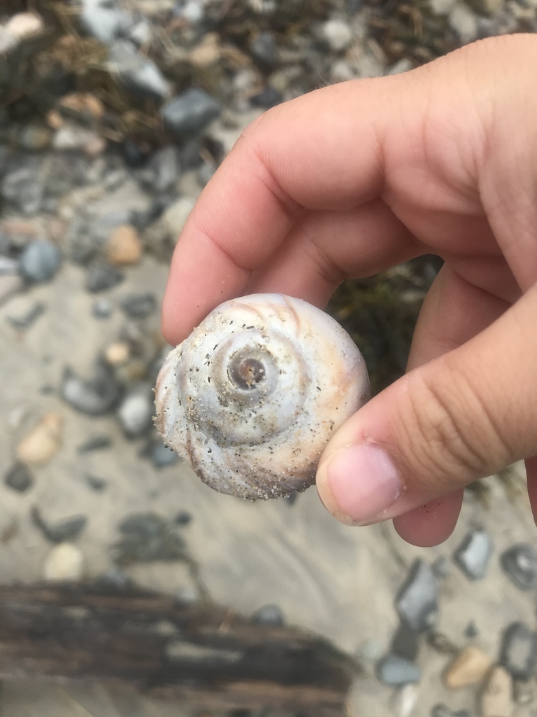 Northern Moon Snail from Wells, ME, US on October 12, 2019 at 12:39 PM ...