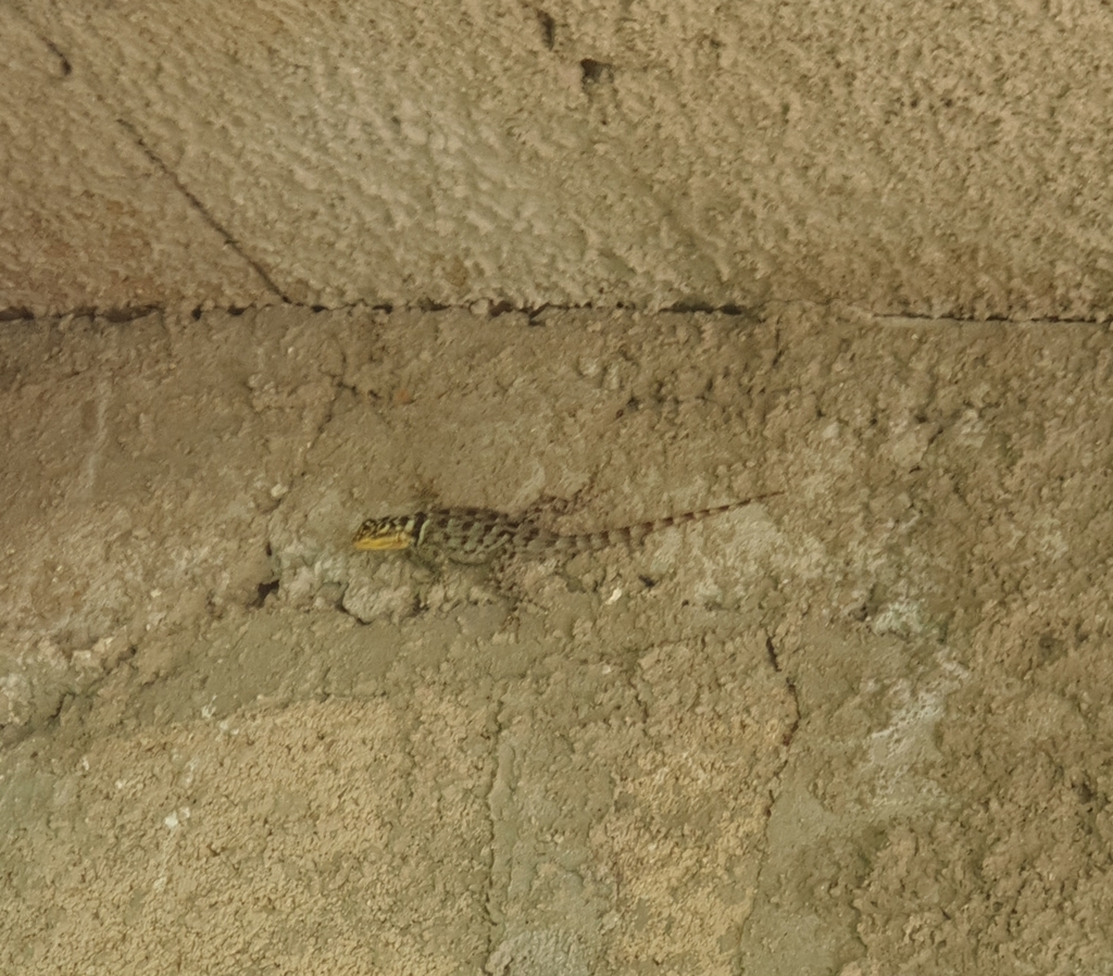 Yucatecan Blue Spiny Lizard from Yobaín Municipality, Yucatan, Mexico ...
