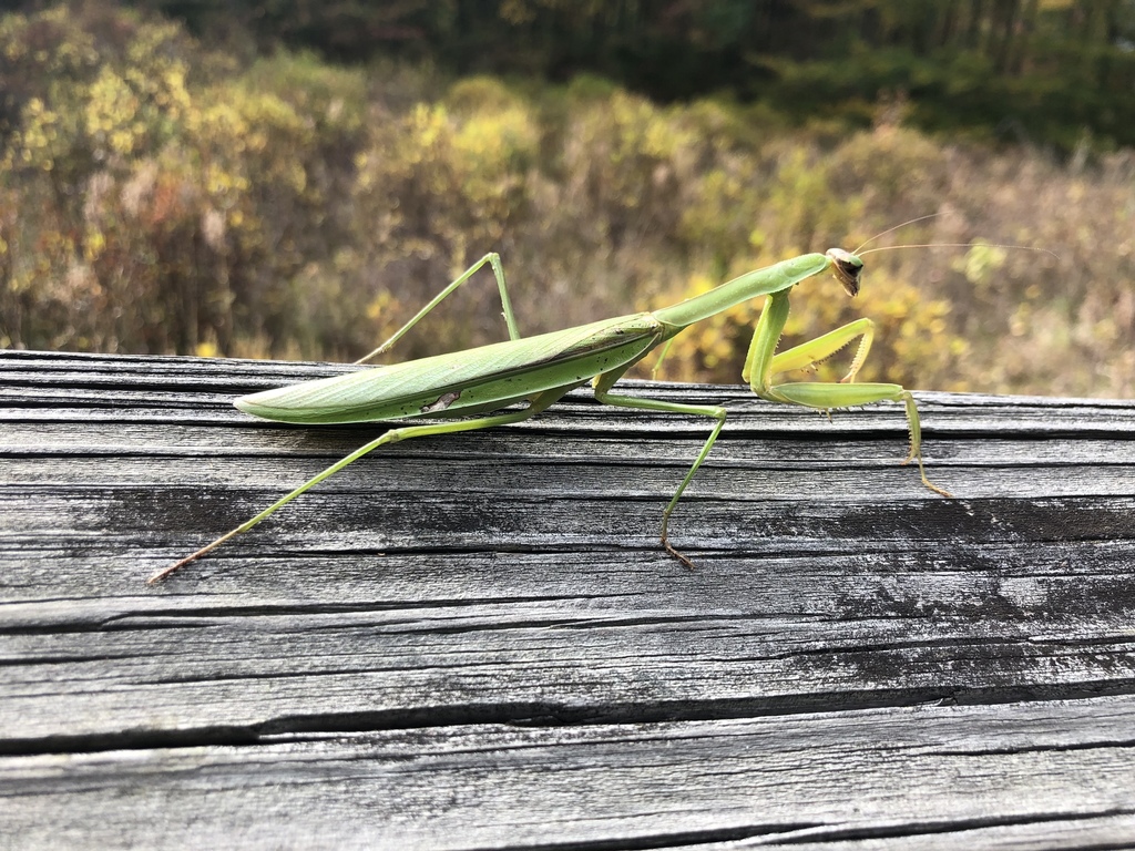 Narrow-winged Mantis from Great Swamp National Wildlife Refuge ...