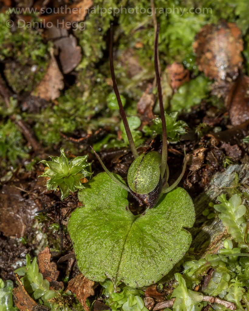 Corybas trilobus from Routeburn Track on October 30, 2016 at 02:48 PM ...