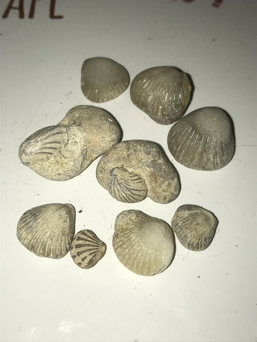 Family Rhynchonellidae · iNaturalist