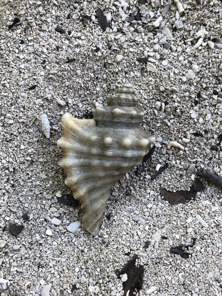Angular Triton from Fort Jefferson, FL, US on October 10, 2019 at 10:44 ...