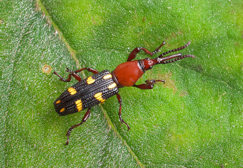 Cephalobarus macrocephalus · iNaturalist Mexico