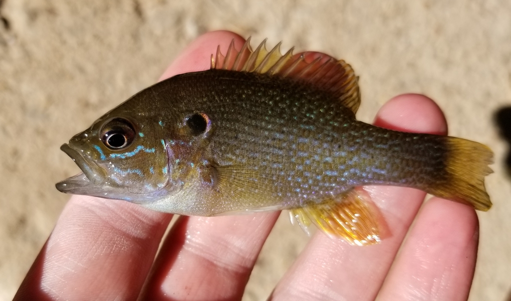 Green Sunfish from Newton County, MO, USA on October 12, 2019 at 03:48 ...