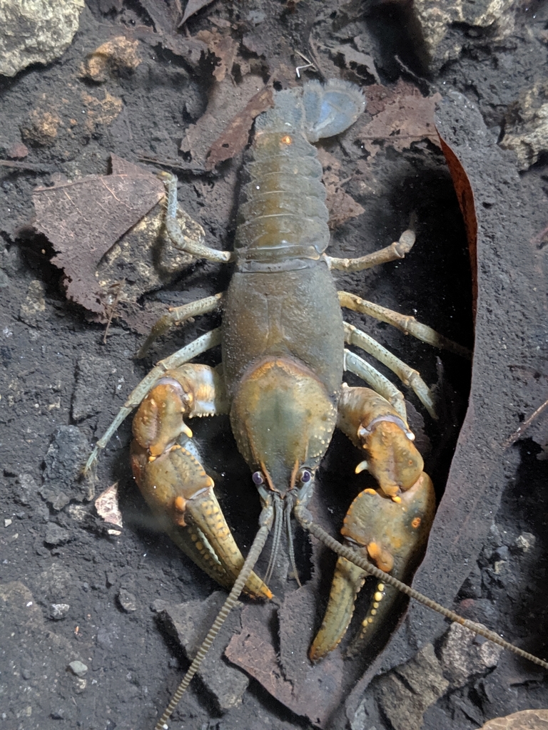 Rock Crayfish from Rockland Township, PA, USA on October 12, 2019 at 02 ...