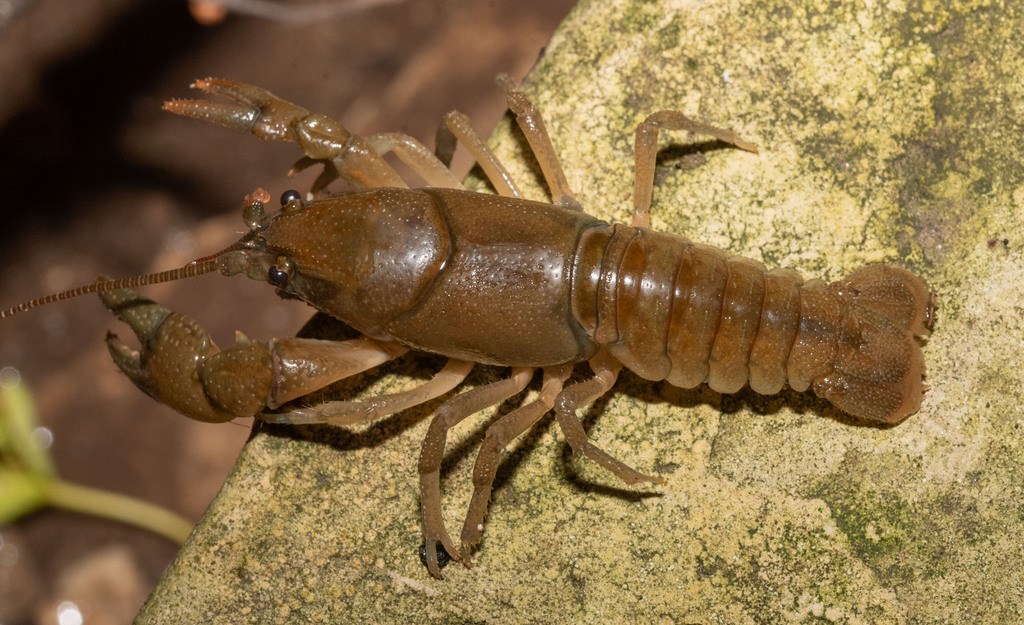 Eastern Crayfish from Hamilton, ON, Canada on July 6, 2025 at 02:28 PM ...