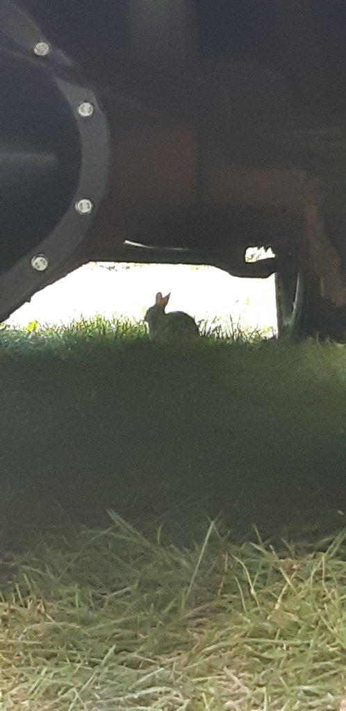 Eastern Cottontail from Omemee, ON K0L 2W0, Canada on August 28, 2019 ...