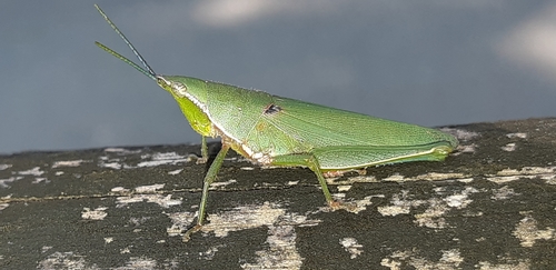Tagasta gui · NaturaLista Colombia