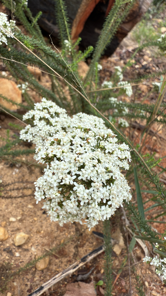 Stiff Bitterbush from Belvedere Road, Western Cape, ZA on May 7, 2025 ...