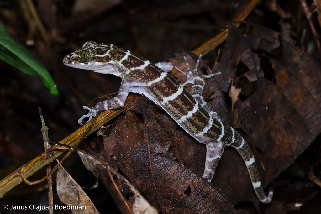 Borneo Bow-fingered Gecko in June 2024 by Janus Olajuan Boediman ...