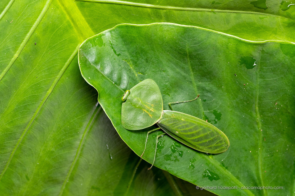 Peruvian Shield Mantis from Road from Puerto Jiménez to Carate, km 22 ...