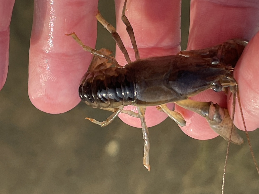 Northern Clearwater Crayfish from Simcoe County, ON, Canada on July 16 ...