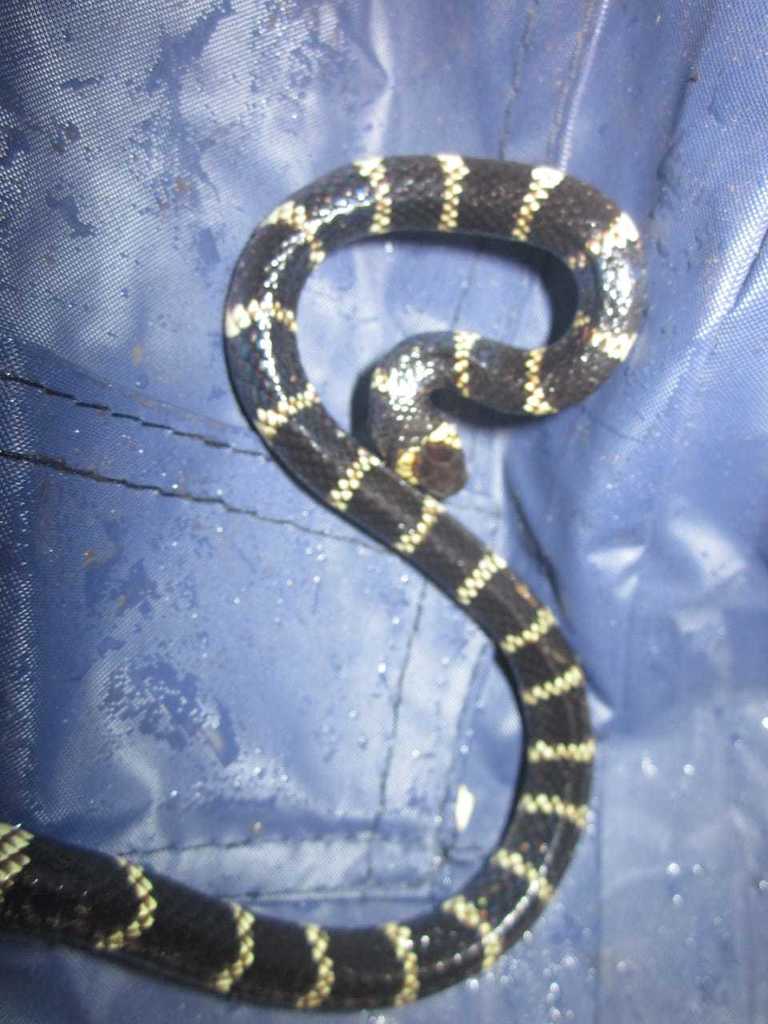 Medem's Coralsnake (Micrurus medemi) - Snakes and Lizards