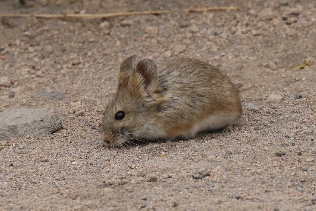 Bolivian Big-eared Mouse from Putre, Arica y Parinacota Region, Chile ...