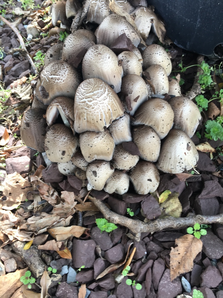 Common Ink Cap from E Main St, Palmyra, PA, US on October 13, 2019 at ...