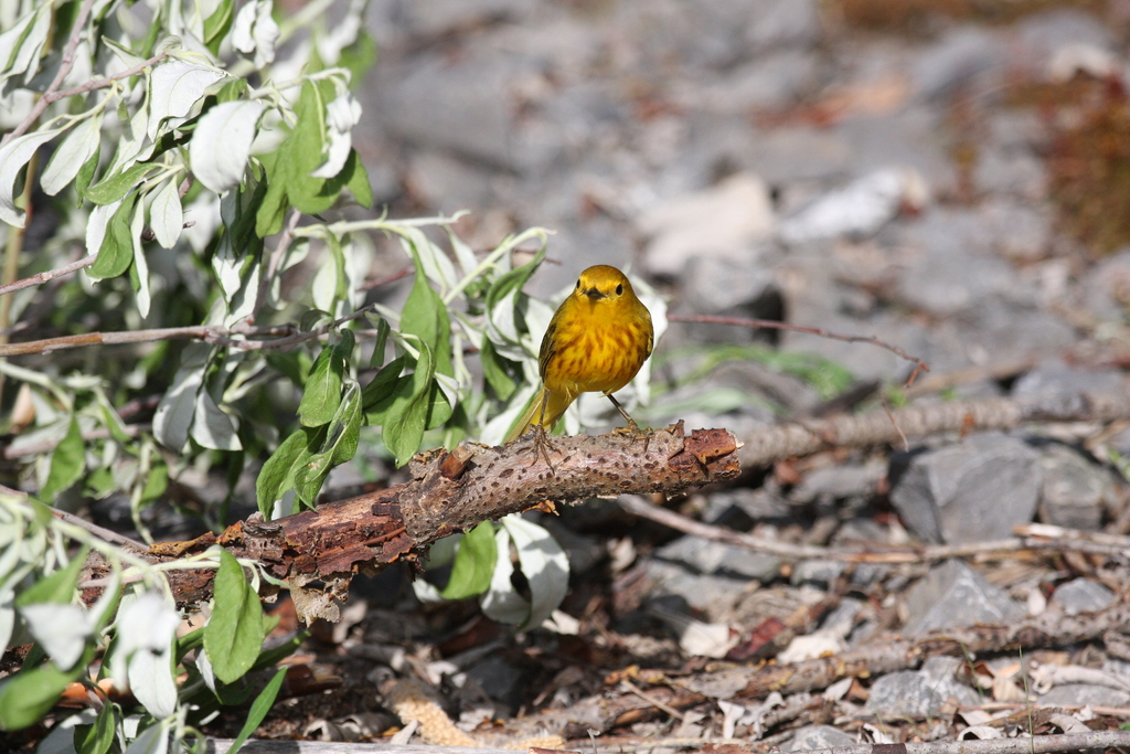 Northern Yellow Warbler from Inuvik, NT X0E 0T0, Canada on July 1, 2023 ...