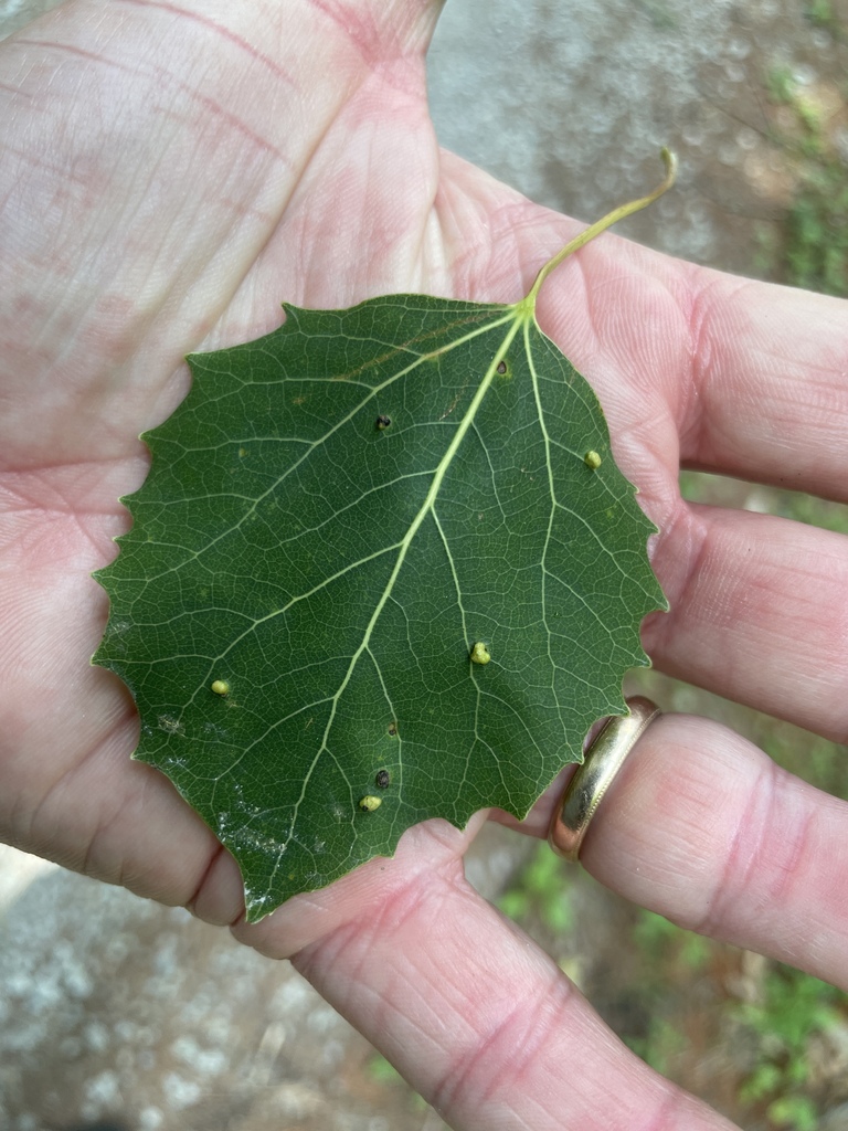 Phyllocoptes didelphis from Simcoe County, ON, Canada on July 18, 2025 ...