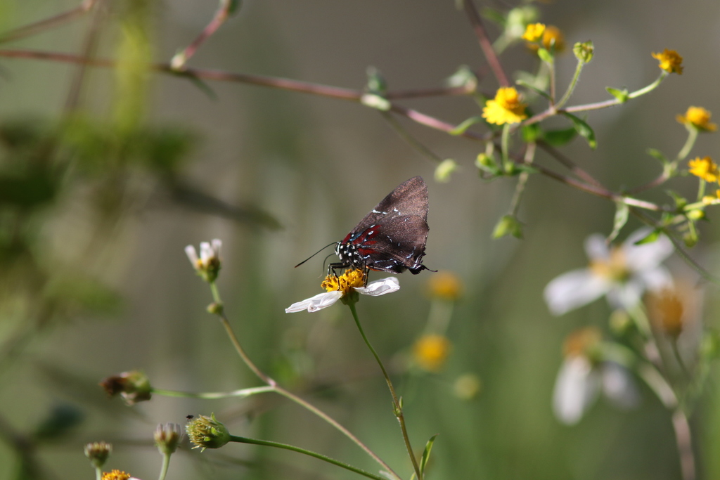 Atlides inachus from Coapexpan, 91070 Xalapa-Enríquez, Ver., Mexico on ...