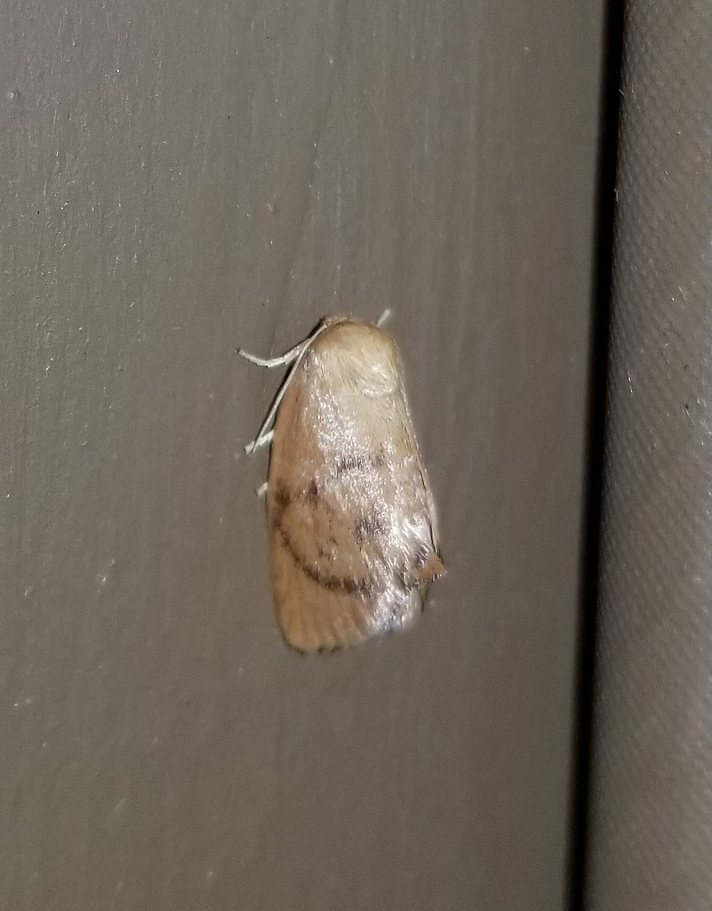Abbreviated Button Slug Moth from Fentress County, TN, USA on July 19 ...