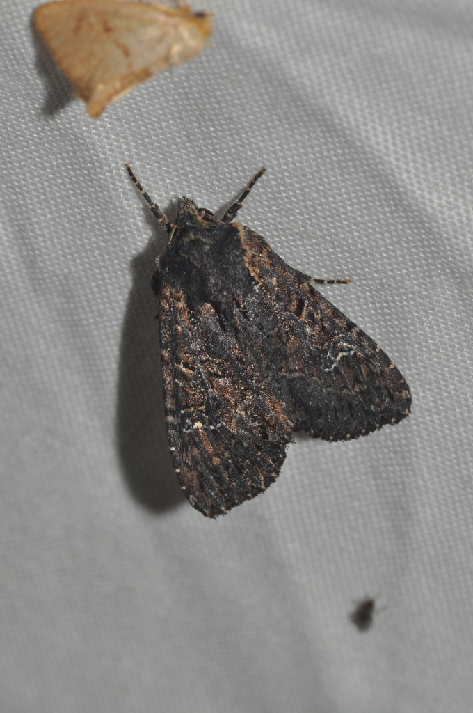 Dusky Apamea Moth from 1000 Chemin de Val Estrie, Waterville, QC J0B ...