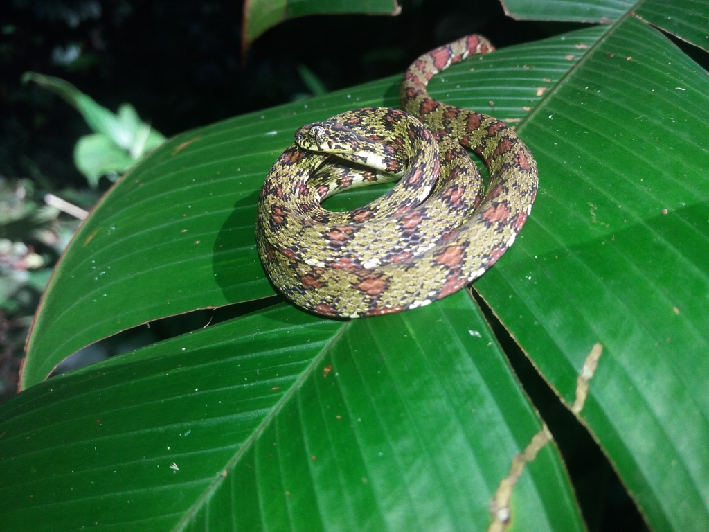Argus Snail Sucker in October 2016 by orlando Garces · iNaturalist