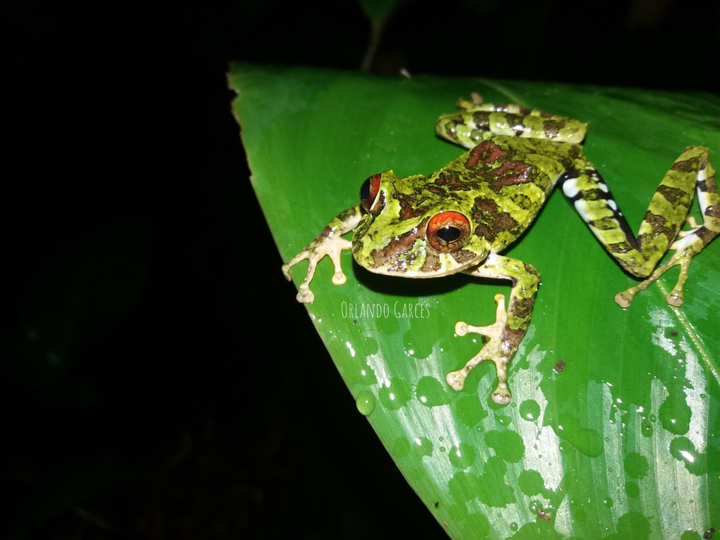 Musical Rain Frog in October 2016 by Orlando Garces · iNaturalist