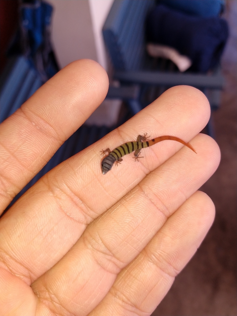 Ashy Gecko from Sud Department, Haiti on December 31, 2018 at 12:21 PM ...