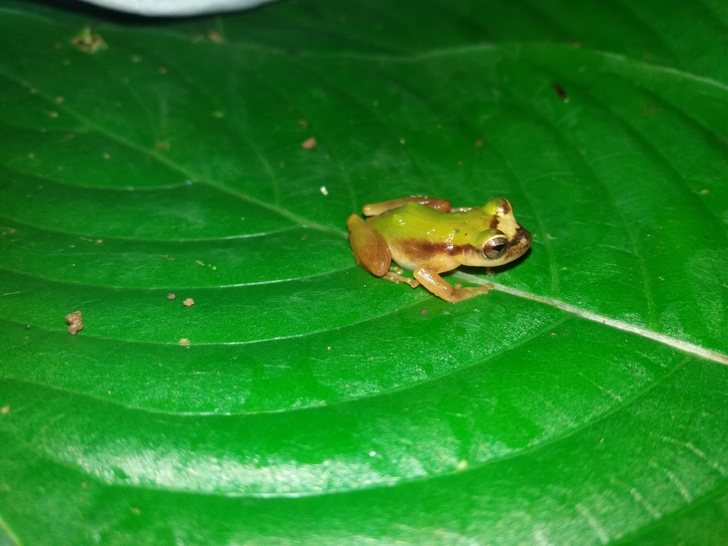 Green Rain Frog in October 2016 by Orlando Garces · iNaturalist