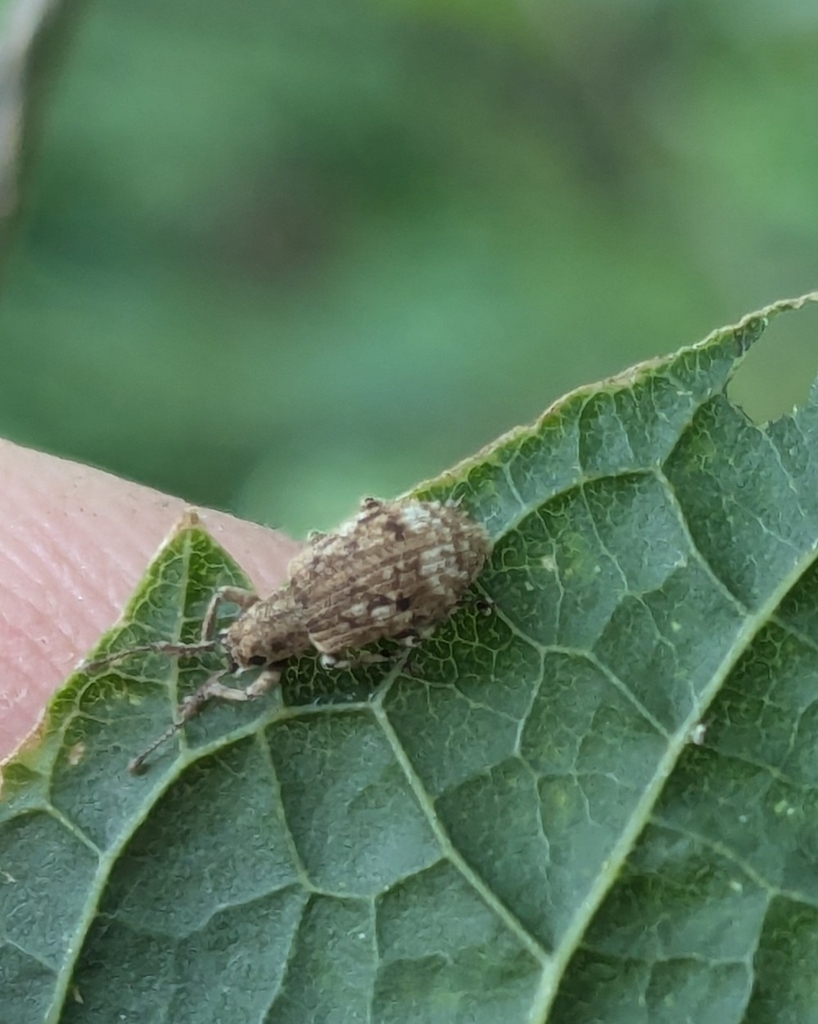 Peach Root Weevil from St. Louis, MO 63110, USA on July 21, 2025 at 02: ...