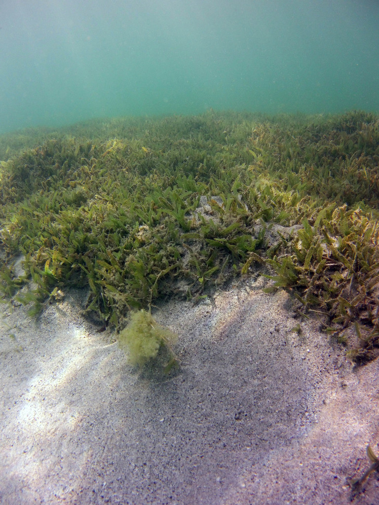 Halophila in February 2016 by David Patriquin. At edge of seagrass ...
