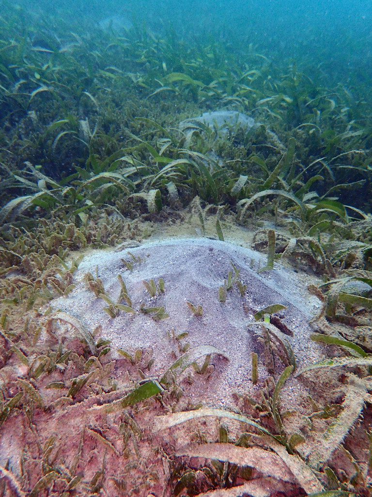 Ghost Shrimps from Carriacou, Grenada on February 03, 2016 at 02:58 PM ...