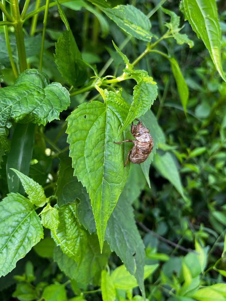 Dog-day Cicadas from Athens, OH, US on July 21, 2025 at 04:56 PM by ...