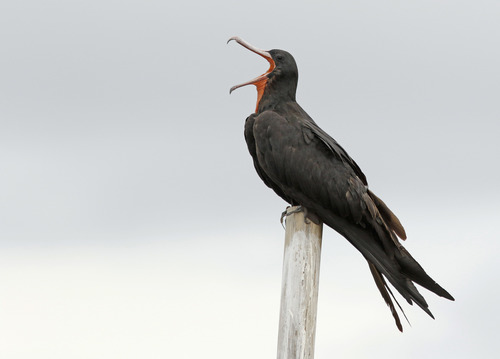 Nibok Check List · iNaturalist Canada